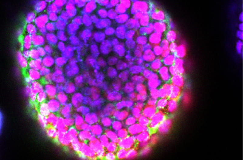Bioprinting Stem Cell 'Building Blocks'