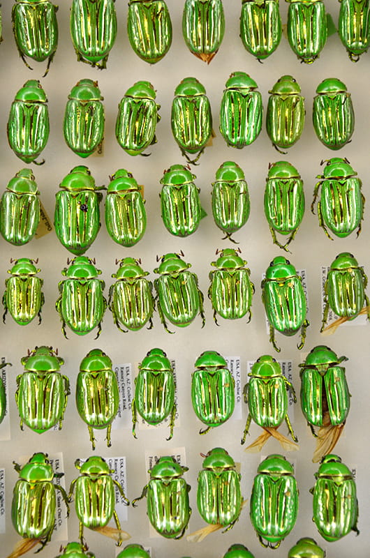 Christmas in the Collection