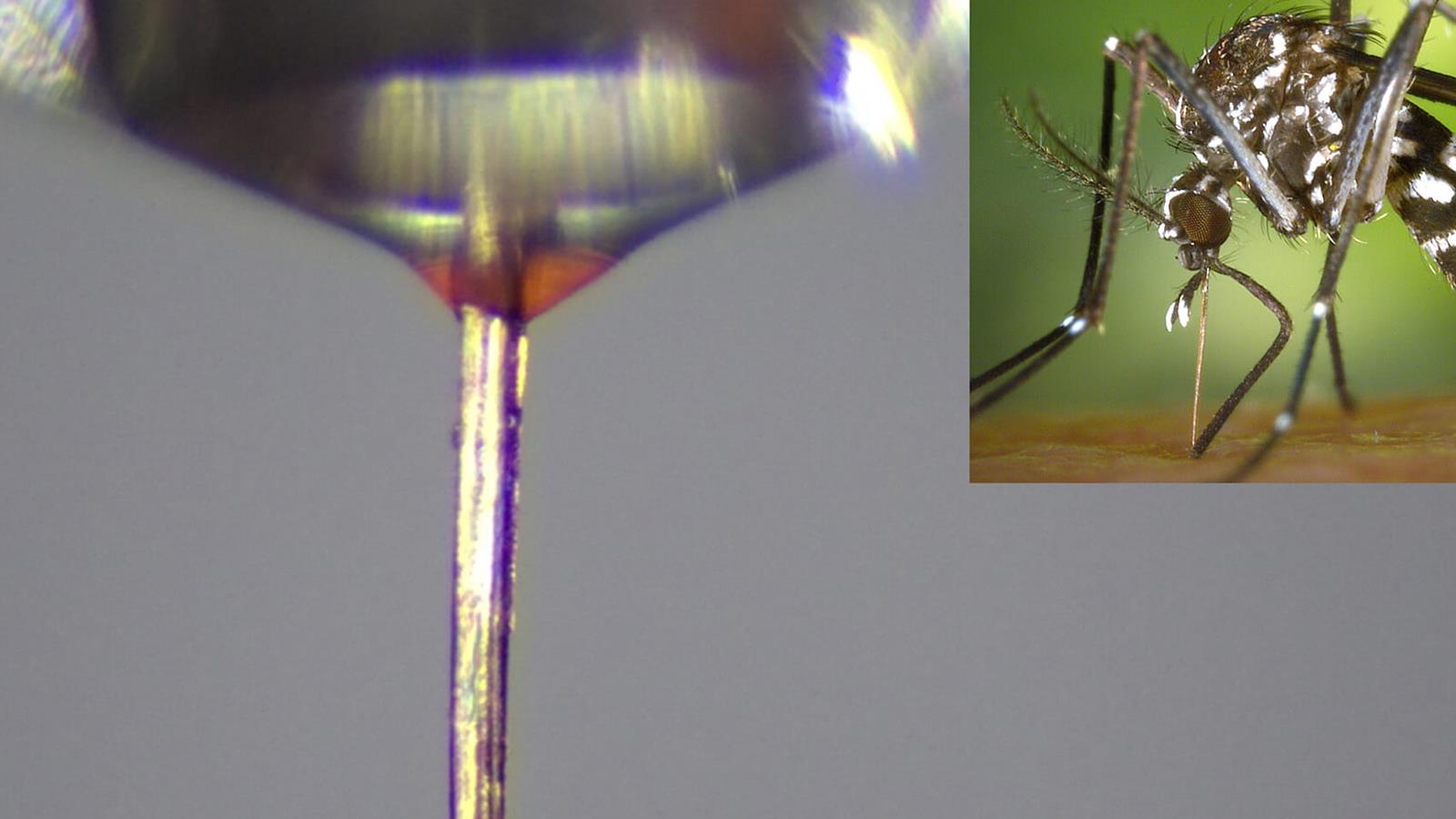 Mosquitoes' Bloodsucking Tubes Could Enable High-Definition 3D Printing