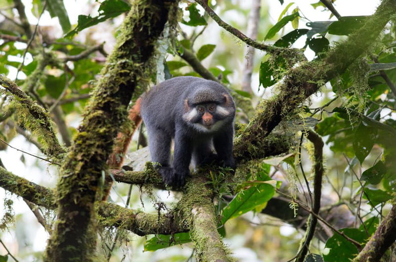 Gun Hunting Could Lead to Extinction of Threatened Primates on African ...