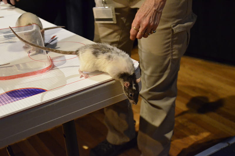 Hockey with Rats, Curling with Turtles: It's Animal Olympics Week at ...