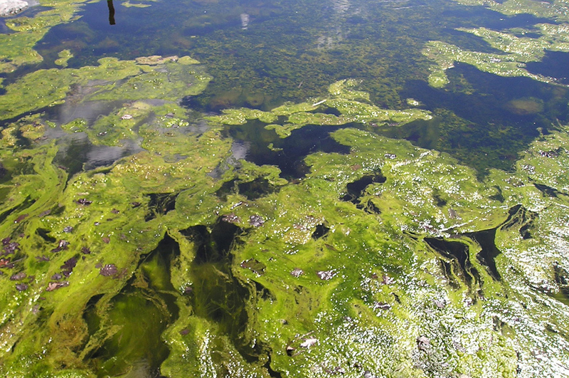 Cleaning Wastewater With Pond Scum | Now | Drexel University